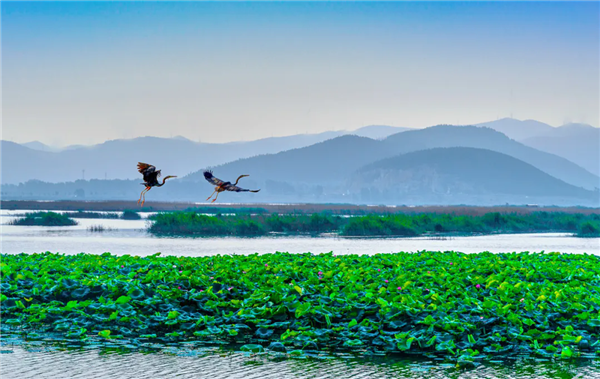 Beautiful Shandong | Explore the charm of seasons at Dongping Lake_news ...