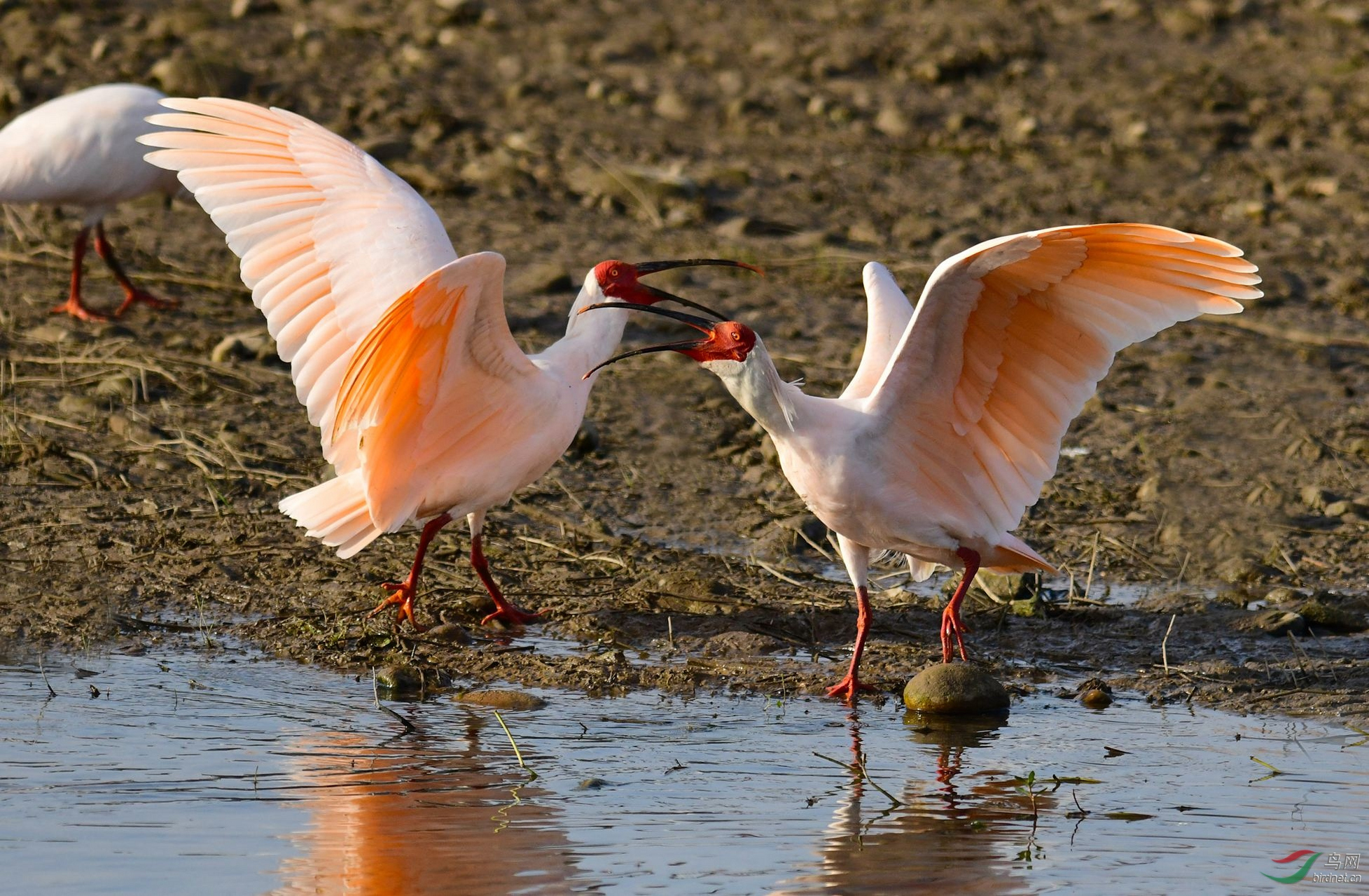 China's reintroduced crested ibis sets migration records_news_english ...