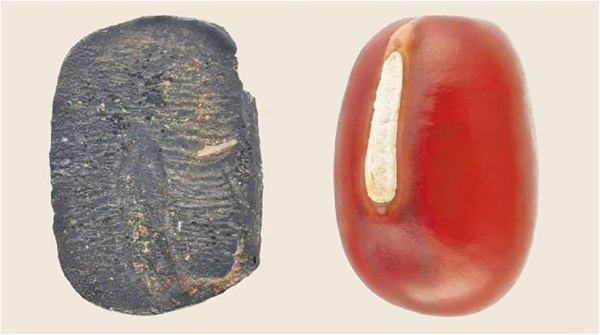 Ancient adzuki beans discovered in Shandong