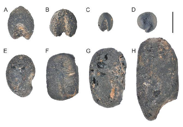 Ancient adzuki beans discovered in Shandong