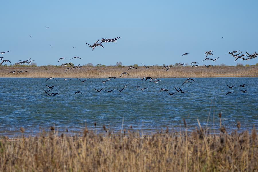 Yellow river delta in Shandong balances bird conservation, green economy