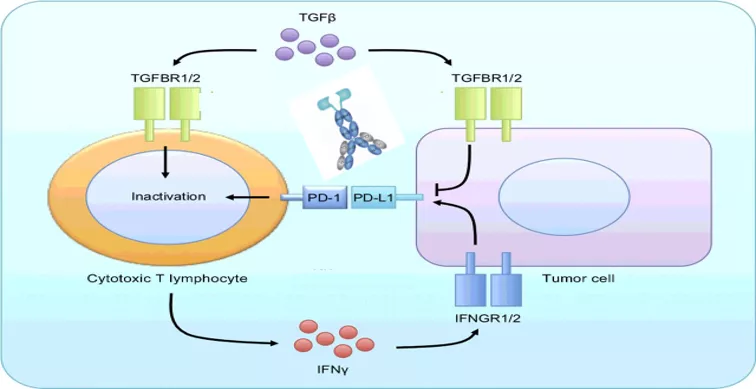 齐鲁制药靶向PD-L1/TGFβ靶点抗肿瘤新药QLS31901 I期临床试验完成首例受试者给药_科教社会_山东新闻_新闻_齐鲁网