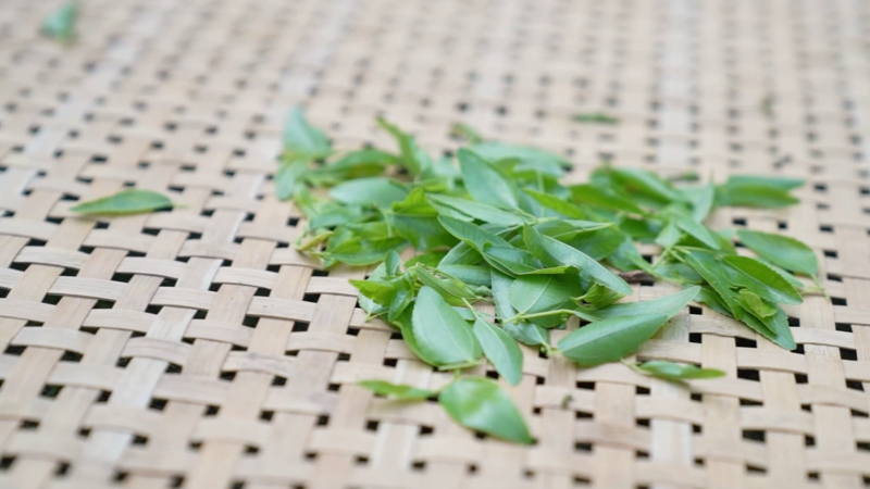 REMARKABLE SHANDONG•Laoling｜Take a sip of tea made from ancient jujube ...