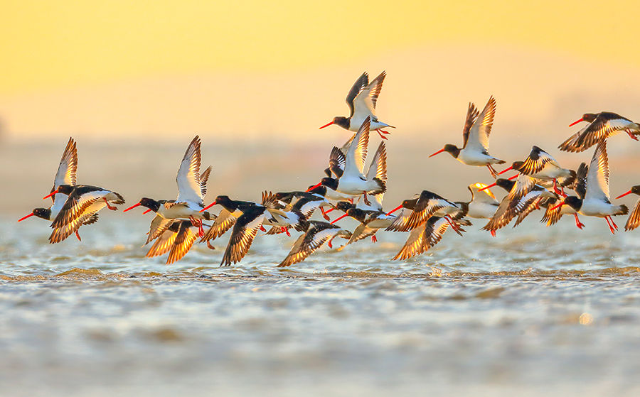 Yalu River welcomes phenomenal bird migration_news_english_QiluNet