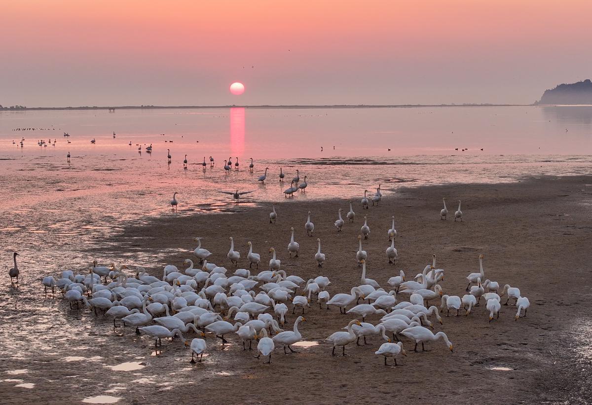 Beautiful Shandong: Hundreds of swans grace Rongcheng's lakeside beauty