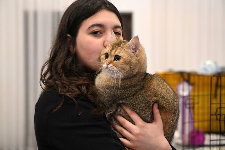 Cat shows worldwide over weekend_news_english_QiluNet