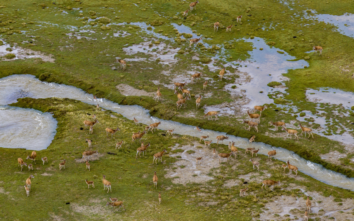 Conservation measures help Tibetan antelope migrate in SW China's ...