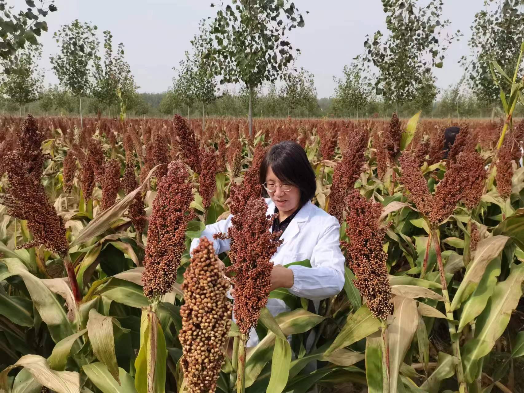节水抗旱优质小麦新品种——济麦52其他新闻新闻齐鲁网